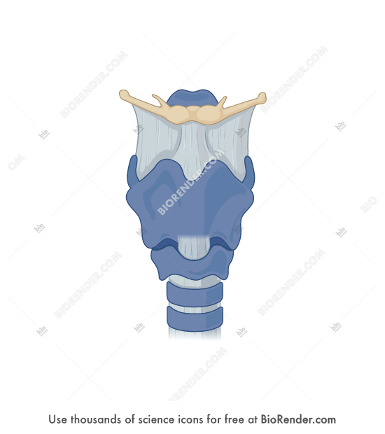 Free Larynx (anterior) Icons, Symbols & Images | BioRender