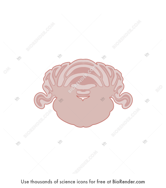 Free Mouse brain (cerebellum, coronal cut) Icons, Symbols & Images ...