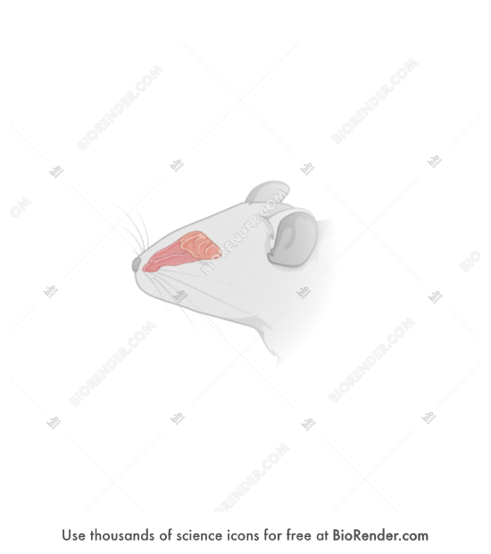 Free Mouse sinus (sagittal, on head) Icons, Symbols & Images | BioRender