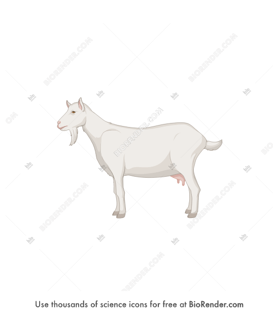 Free Goat (German White) Icons, Symbols & Images | BioRender
