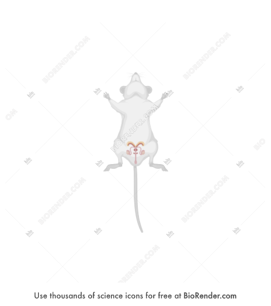 Free Mouse (male reproductive tract, on mouse) Icons, Symbols & Images ...