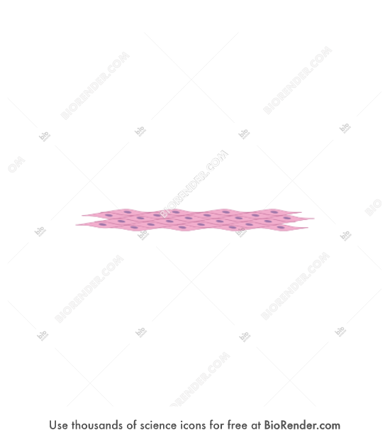 Free Smooth muscle cells (cross-section, longitudinal) Icons, Symbols ...