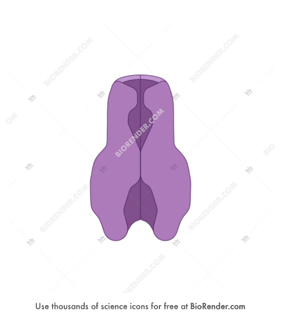 Free Potassium channel (Kir, closed) Icons, Symbols & Images | BioRender