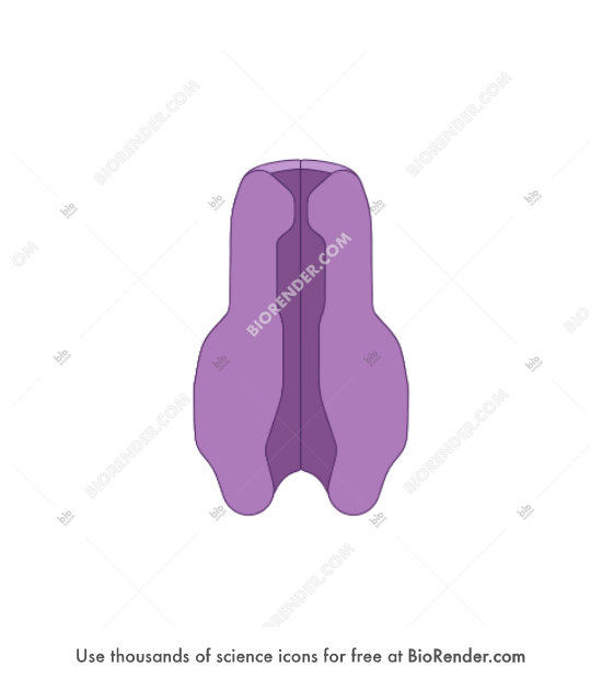 Free Potassium channel (kir, open) Icons, Symbols & Images | BioRender