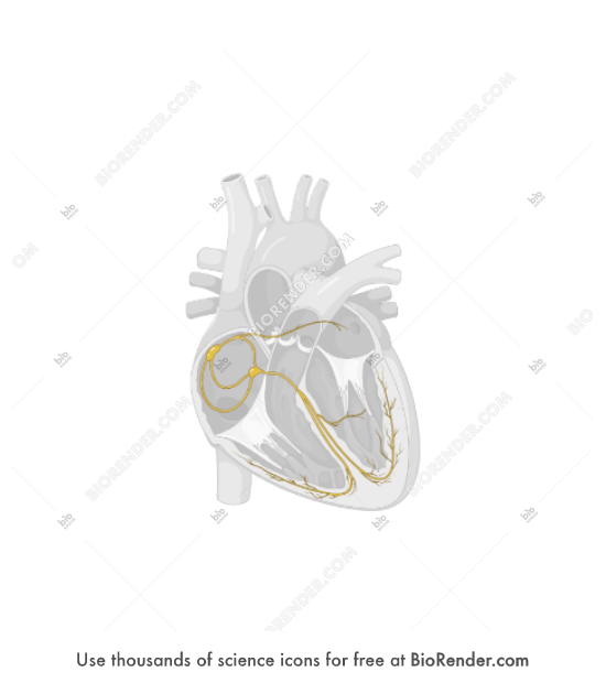 Free Heart (Bundle of His) Icons, Symbols & Images | BioRender