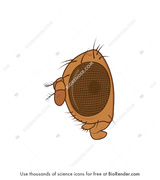 Free Drosophila head (lateral, sepia eye) Icons, Symbols & Images ...