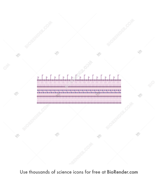 Free Gram negative bacteria cell wall Icons, Symbols & Images | BioRender