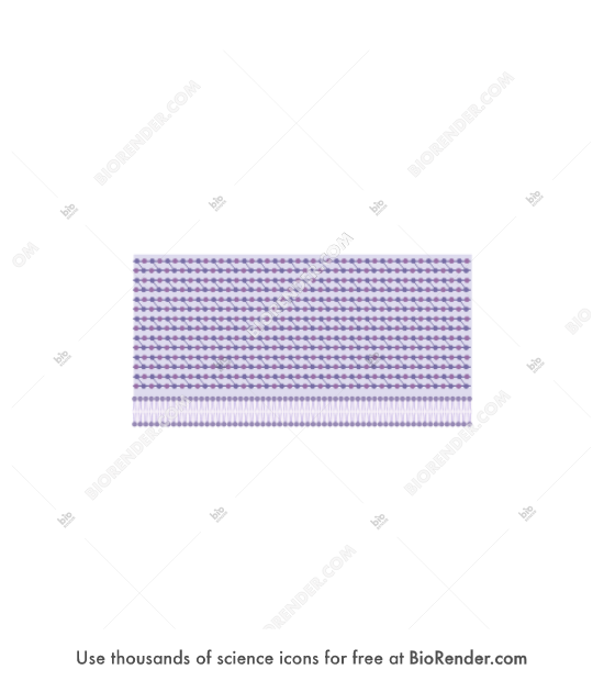 Free Gram positive cell wall Icons, Symbols & Images | BioRender
