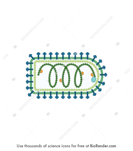 Free Indiana vesiculovirus (VSV) Icons, Symbols & Images | BioRender
