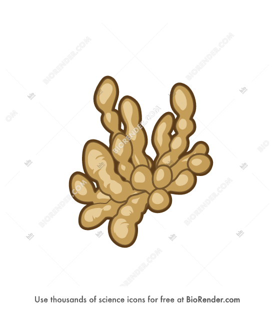 Free Root (coralloid) Icons, Symbols & Images | BioRender