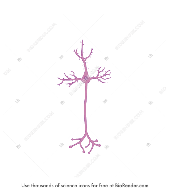 Free Pyramidal neuron (dendritic spines, low) Icons, Symbols & Images ...