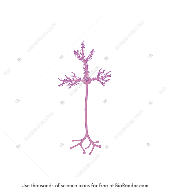 Free Pyramidal neuron (dendritic spines, high) Icons, Symbols & Images ...