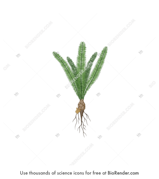 Free Cycad (with roots) Icons, Symbols & Images | BioRender