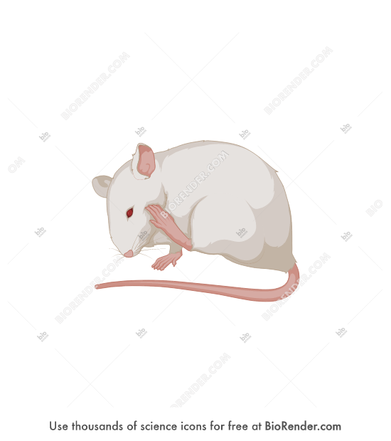 Free Mouse scratching cheek Icons, Symbols & Images | BioRender