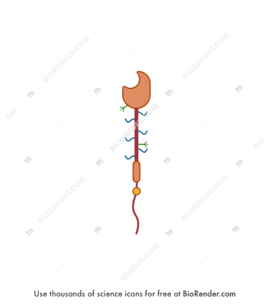 Free Tim-3 Icons, Symbols & Images | BioRender