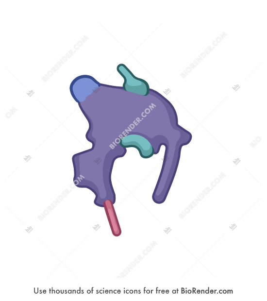 Free Wnt protein Icons, Symbols & Images | BioRender