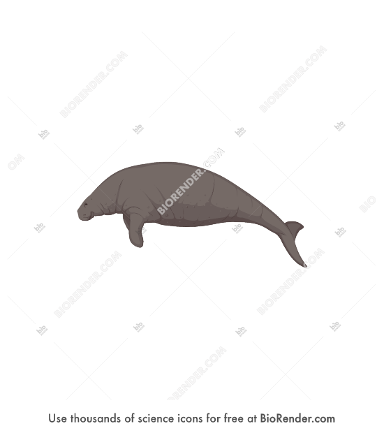 Free Steller's sea cow (Hydrodamalis gigas) Icons, Symbols & Images ...