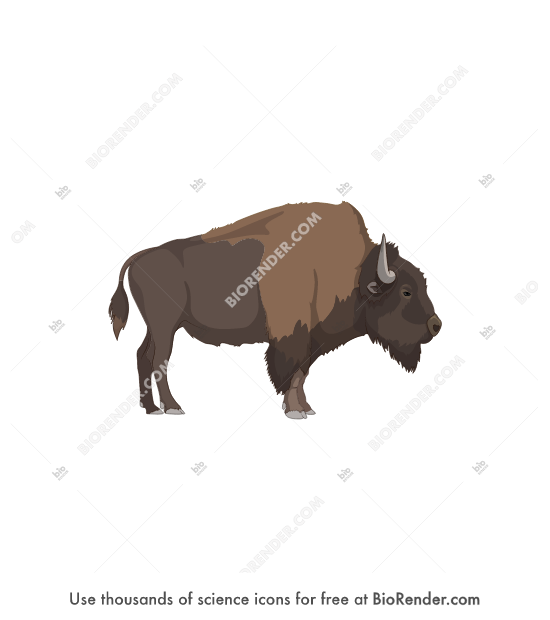 Free American bison Icons, Symbols & Images | BioRender