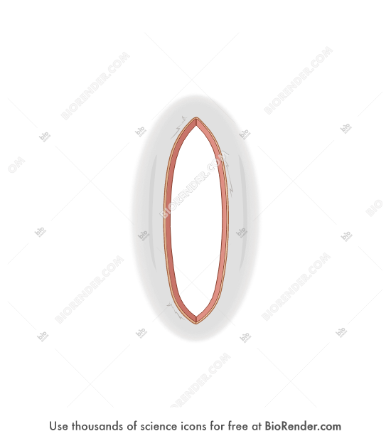 Free Surgical incision (open, rodent) Icons, Symbols & Images | BioRender