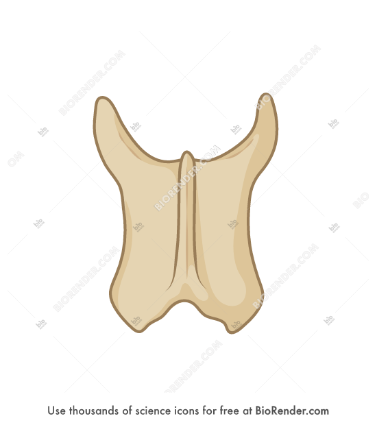 Free Rat vertebra (lumbar, dorsal view) Icons, Symbols & Images | BioRender