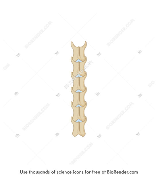 Free Rat lumbar vertebrae (dorsal view) Icons, Symbols & Images | BioRender