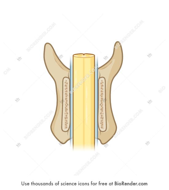 Free Rat vertebra showing spinal cord (lumbar, dorsal view) Icons ...