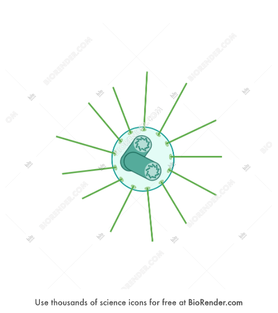 Free Centrosome (schematic) Icons, Symbols & Images | BioRender