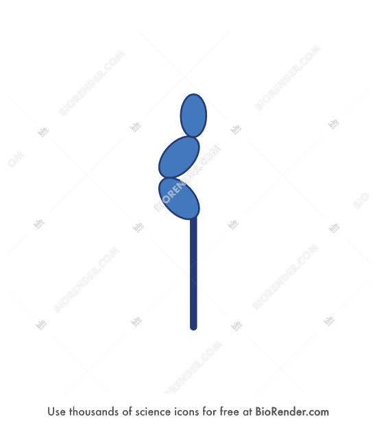 Free IL-6R Icons, Symbols & Images | BioRender