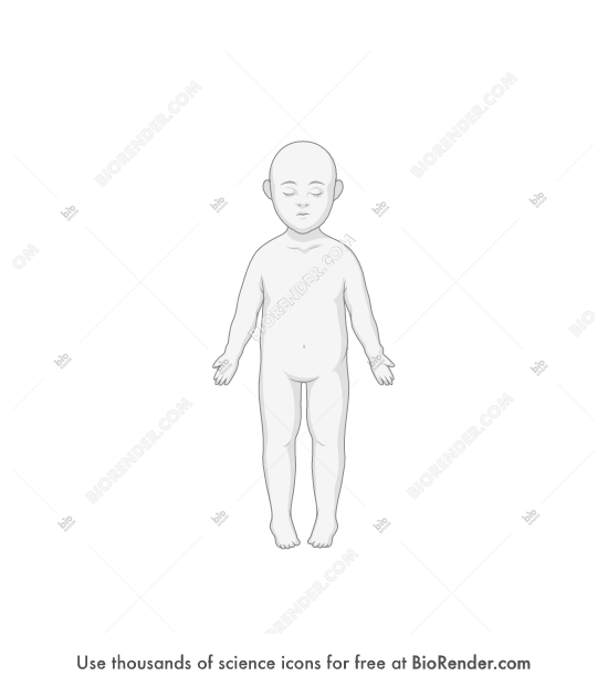 Free Toddler (anterior) Icons, Symbols & Images | BioRender