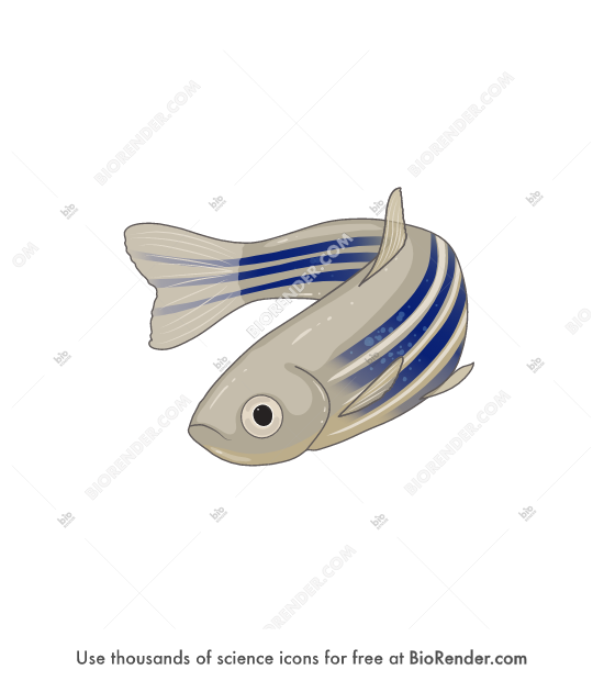 Free Zebrafish (male, turning) Icons, Symbols & Images | BioRender