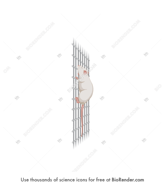 Free Mouse pup (old, grid, climbing) Icons, Symbols & Images | BioRender