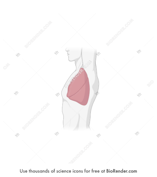 Free Lung (lobe, left, lateral, in male torso) Icons, Symbols & Images ...