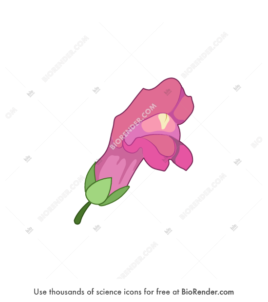 Free Snapdragons (flower) Icons, Symbols & Images | BioRender