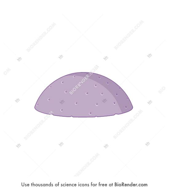 Free Nucleus (cut, top) Icons, Symbols & Images | BioRender