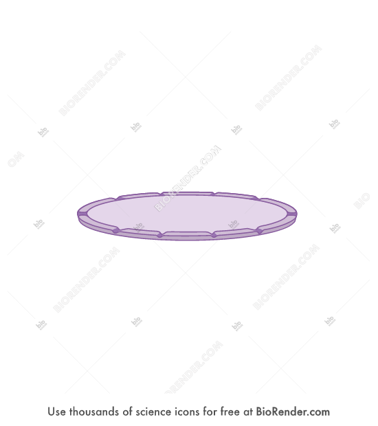 Free Nucleus (cut, section) Icons, Symbols & Images | BioRender