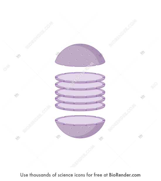 Free Nucleus (cut, cryosectioned) Icons, Symbols & Images | BioRender