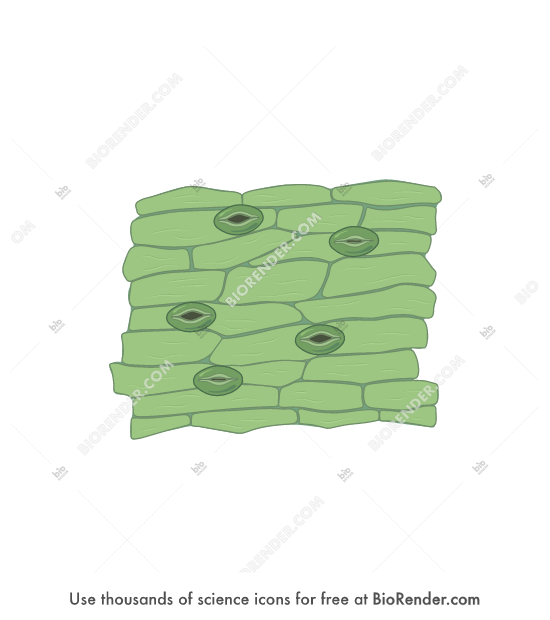 Free Plant surface with stomata Icons, Symbols & Images | BioRender