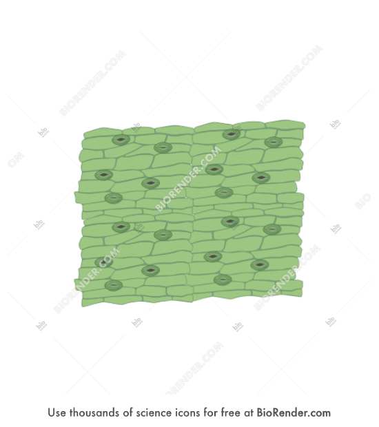 Free Plant surface with stomata (large) Icons, Symbols & Images | BioRender