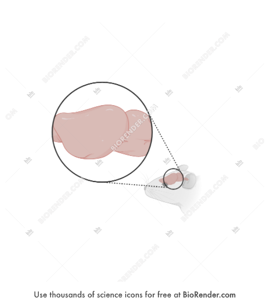 Free Mouse head (lateral, with brain callout) Icons, Symbols & Images ...