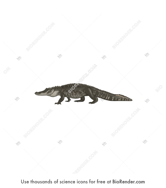 Free America Alligator Icons, Symbols & Images | BioRender