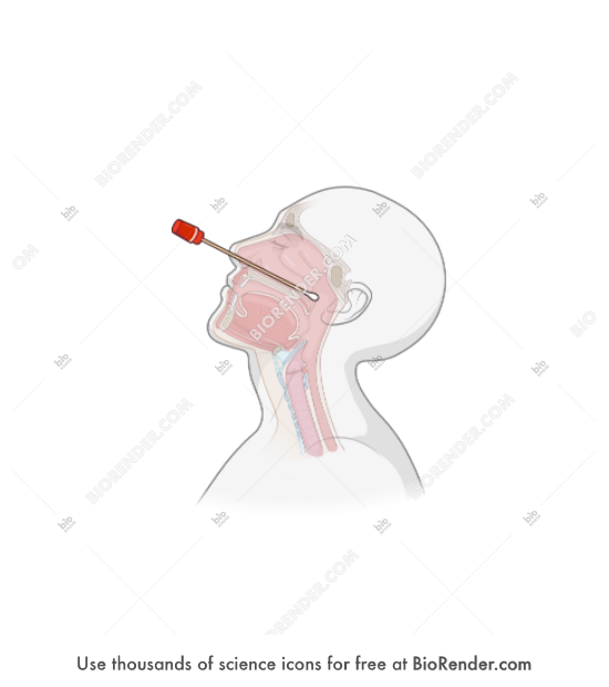 Free Nasopharyngeal swab collection Icons, Symbols & Images | BioRender