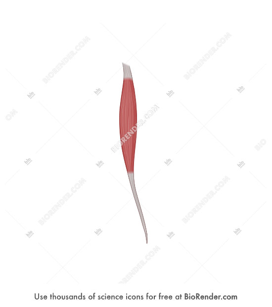Free Tibialis anterior muscle Icons, Symbols & Images | BioRender