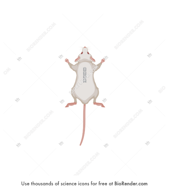 Free Mouse (dorsal, with surgical clips) Icons, Symbols & Images ...
