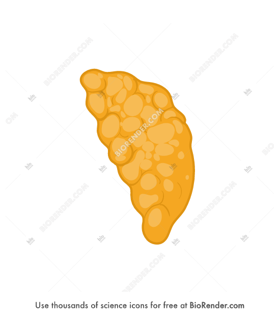 Free Mouse pancreas (lateral) Icons, Symbols & Images | BioRender