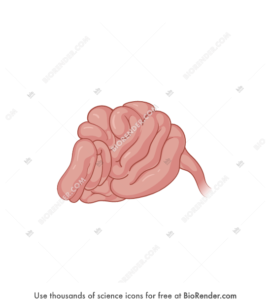 Free Mouse intestines (lateral) Icons, Symbols & Images | BioRender