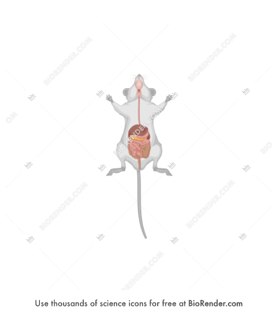 Free Mouse (supine, GI tract, with esophagus and oral cavity) Icons ...