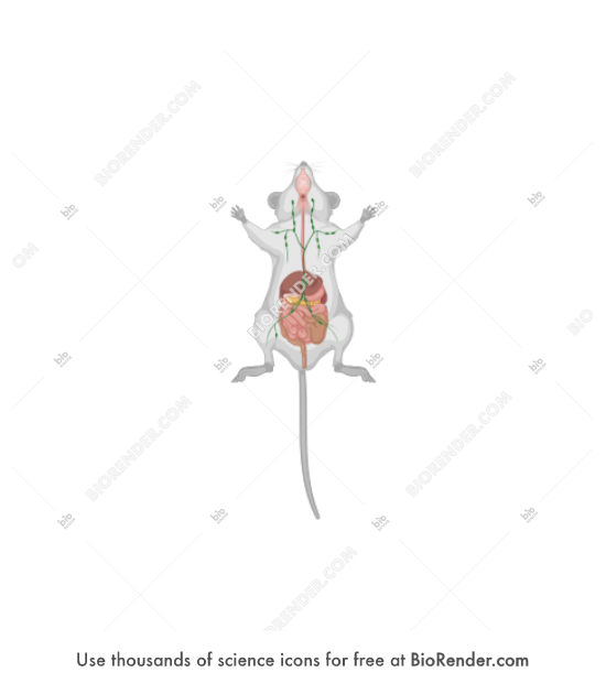 Free Mouse (supine, GI tract, with esophagus and oral cavity, lymph ...