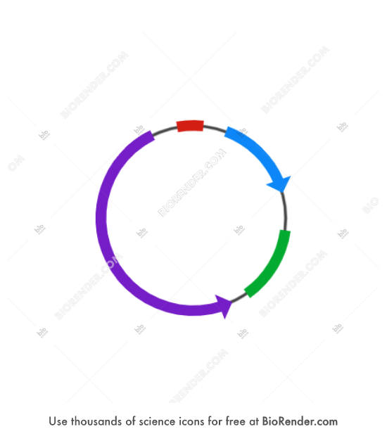 Free Plasmid (4a) Icons, Symbols & Images | BioRender