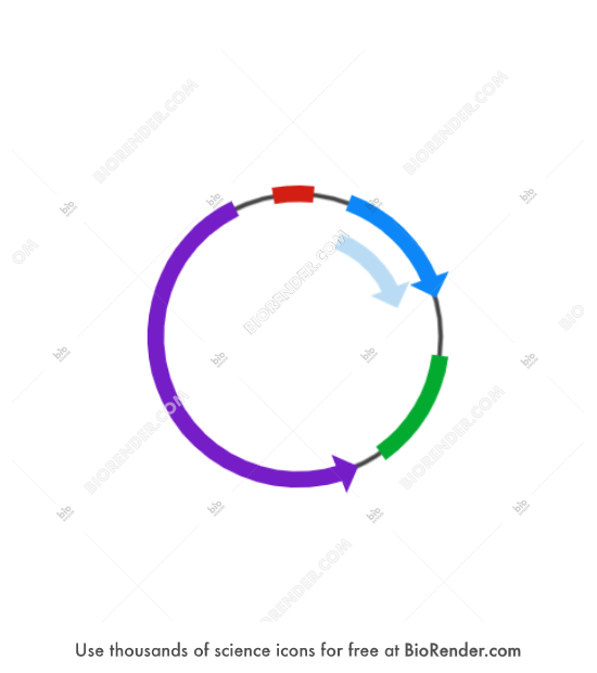 Free Plasmid (4, parallel 1) Icons, Symbols & Images | BioRender