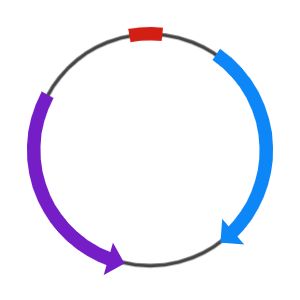 Free Plasmid (symbolic, 2) Icons, Symbols & Images | BioRender